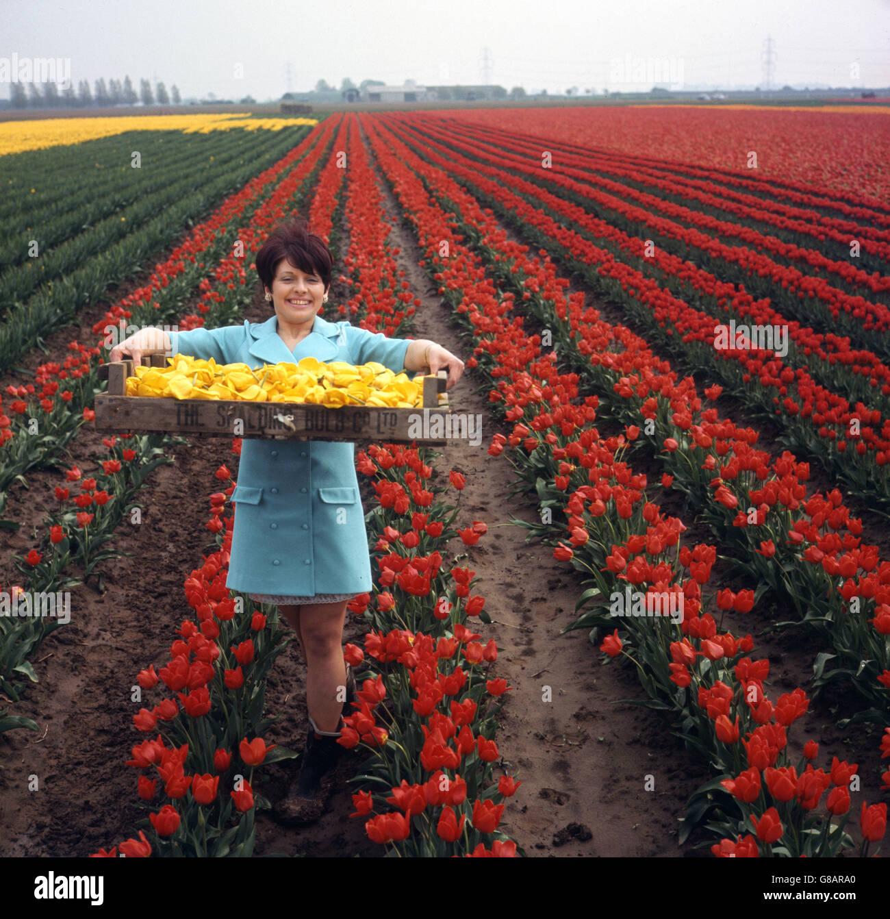 The tulip land queen of spalding hi-res stock photography and images ...