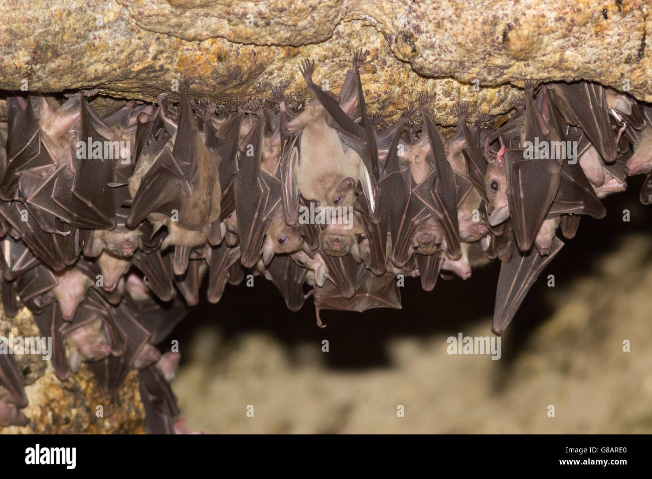 Pouched tomb bat (Taphozous saccolaimus Stock Photo - Alamy