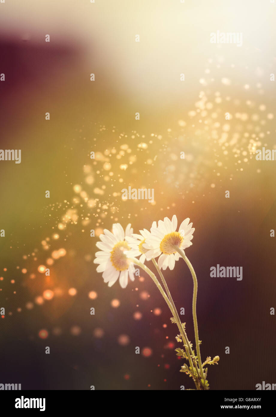 Sunlight daisy hi-res stock photography and images - Alamy