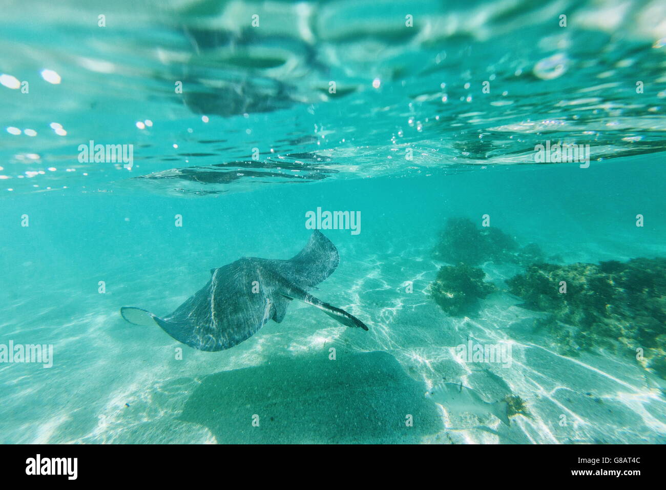 Stingray swims in the bay of Stingray City a sanctuary for marine ...