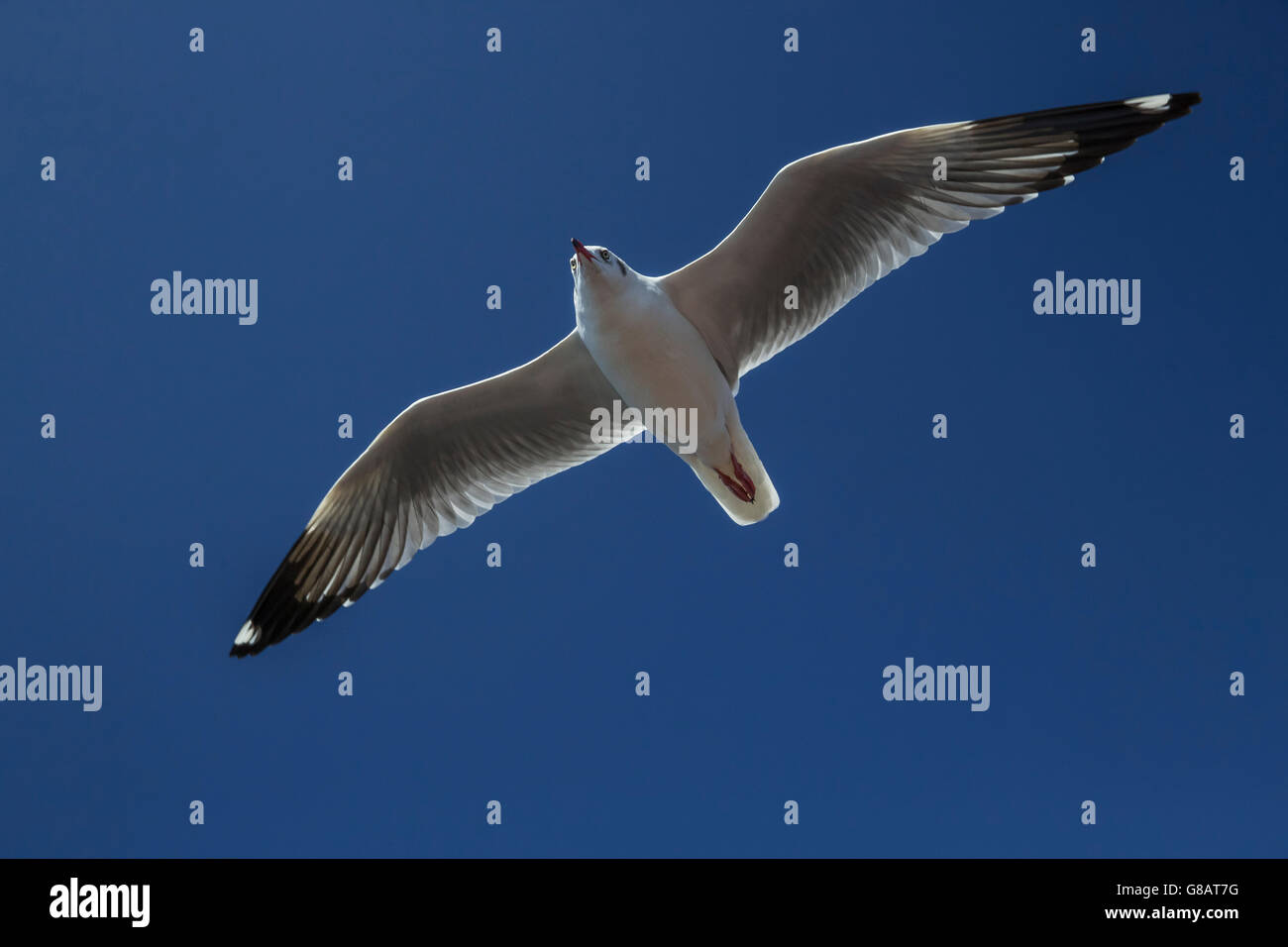 Flying seagull wildlife hi-res stock photography and images - Alamy