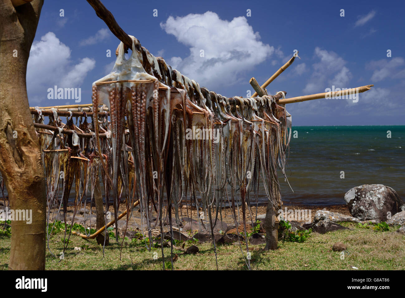Trestles for hanging up octopus to dry, octopus fisherwoman, Anse ...