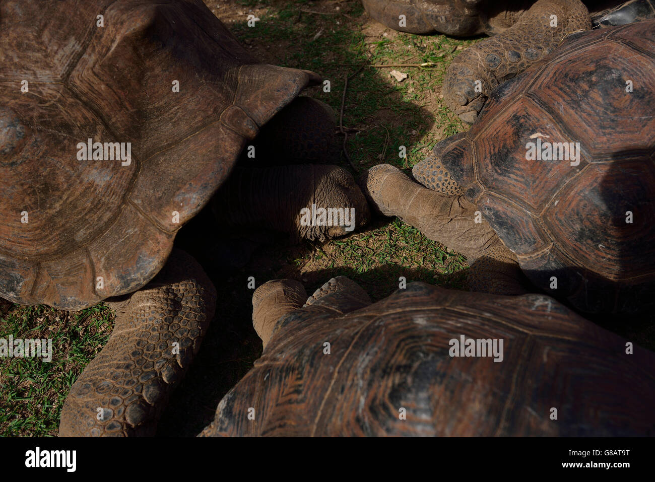 Giant tortoise, Francois Leguat Giant Tortoise and Cave Parc, Anse ...