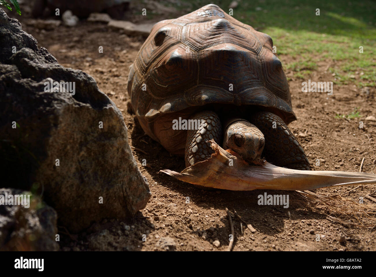 Giant tortoise, Francois Leguat Giant Tortoise and Cave Parc, Anse ...