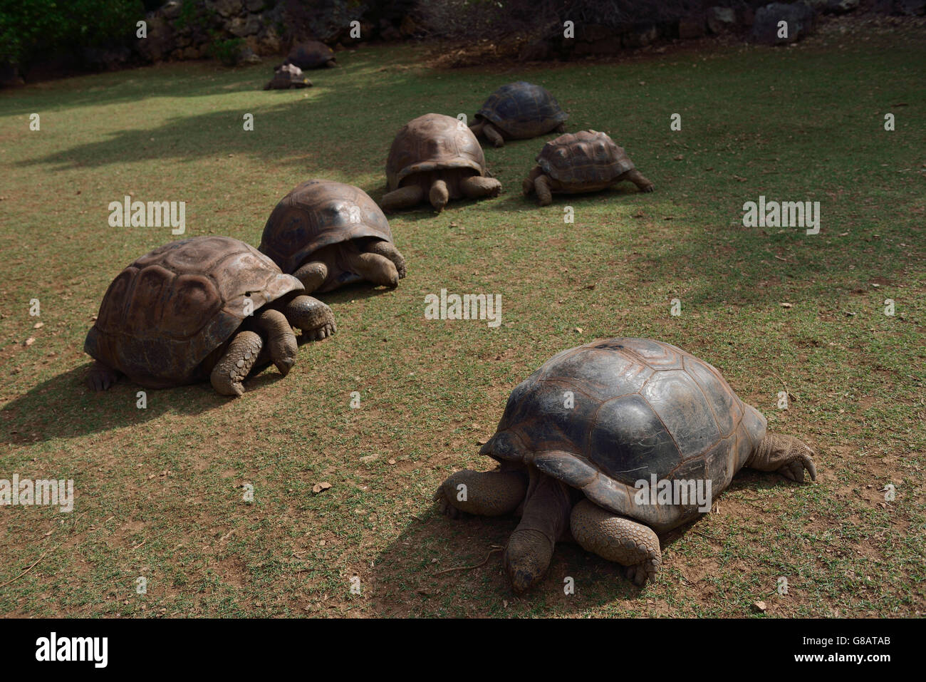 Mauritius Reptiles High Resolution Stock Photography and Images - Alamy