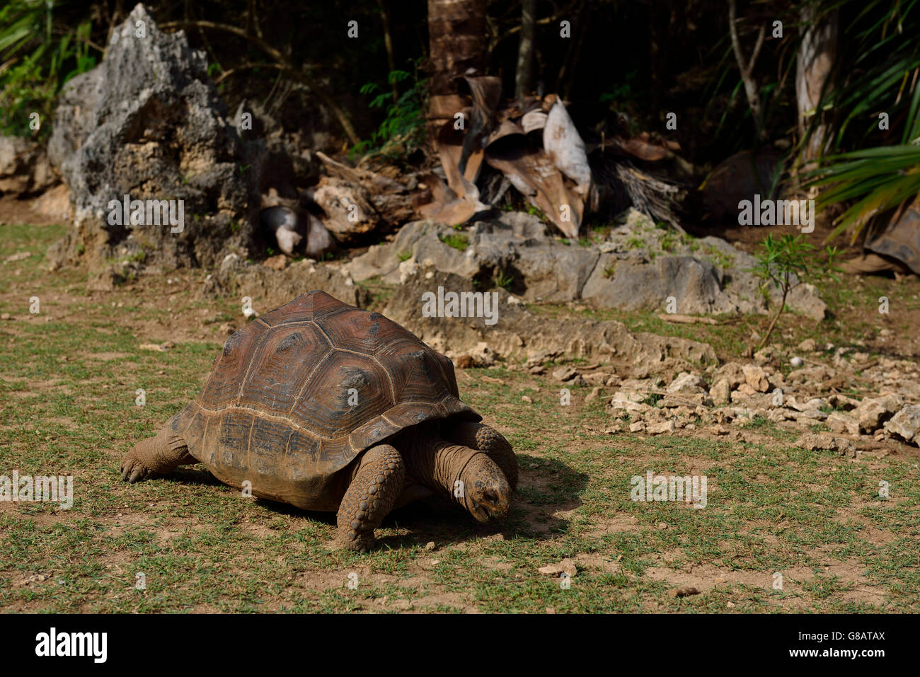 Giant tortoise, Francois Leguat Giant Tortoise and Cave Parc, Anse ...