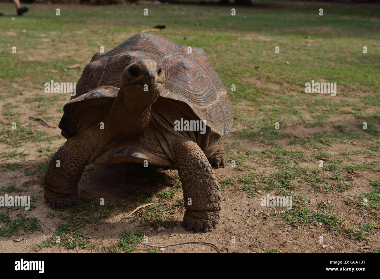 Tortoise Cave High Resolution Stock Photography and Images - Alamy