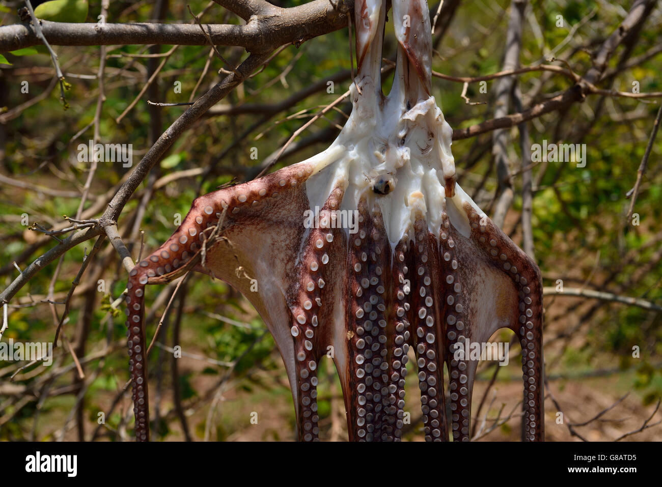 octopus, hanging up to dry, Riviere Banane, Rodrigues Stock Photo - Alamy