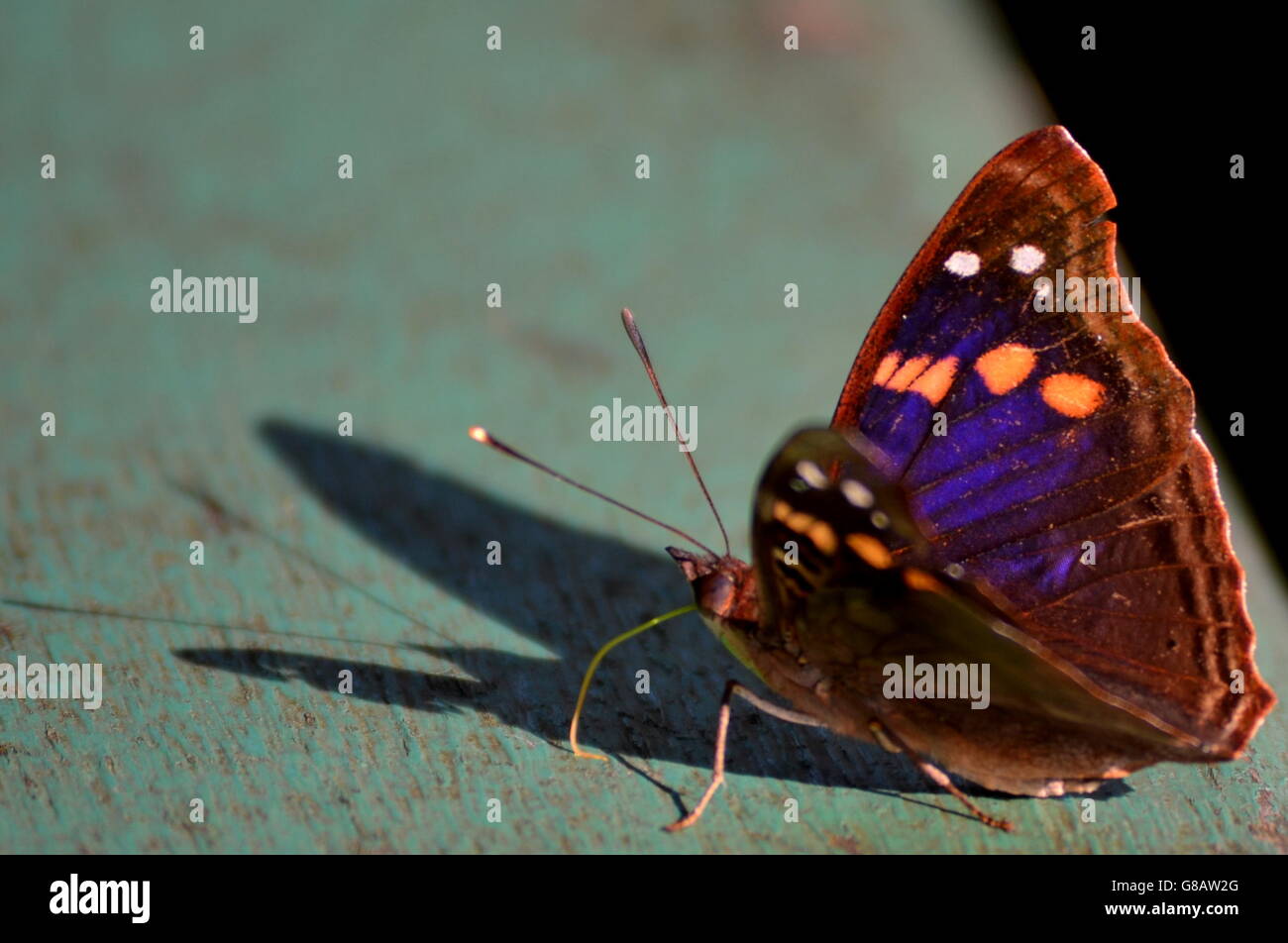 Butterfly shadow hi-res stock photography and images - Alamy