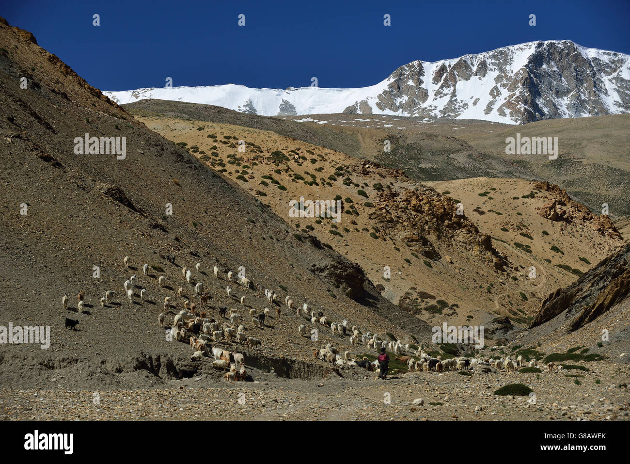 cashmere goats, near Korzok Lake Tsomoriri, Ladakh, Jammu and Kaschmir ...