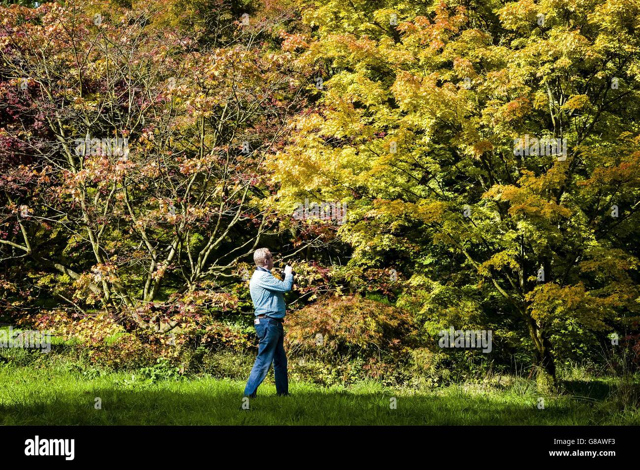 A man takes photographs of leaves in warm and sunny weather as the ...