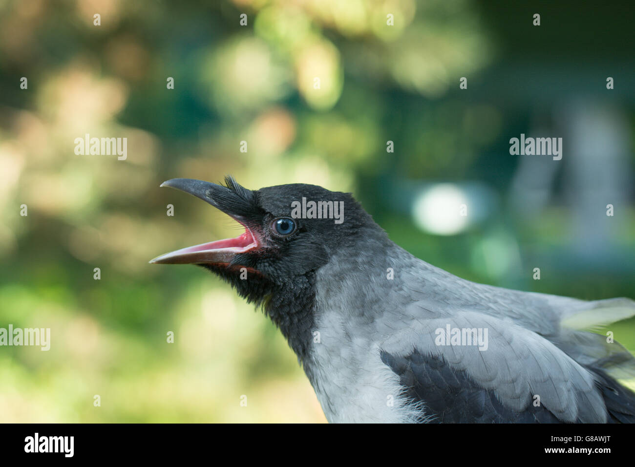 Grey Crow Closeup High Resolution Stock Photography and Images - Alamy