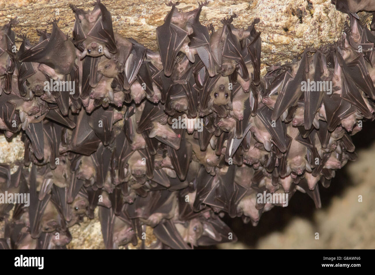 Bat Colonies Stock Photos & Bat Colonies Stock Images - Alamy