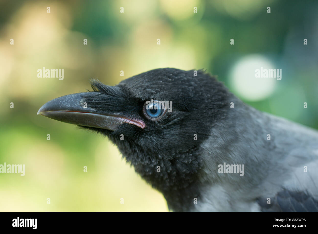 Portrait bird black nape hi-res stock photography and images - Alamy