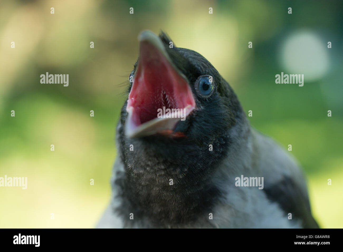 Fledgling crow hi-res stock photography and images - Alamy