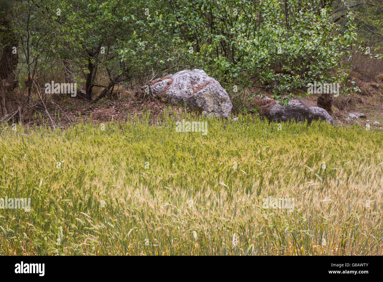Field in the sharpas willage on the track to the Everest Base Camp ...