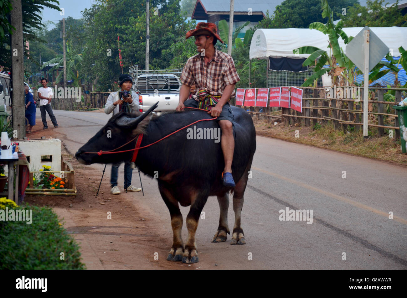 Man of Phu thai ethnic riding buffalo on the road tour around at Ban ...