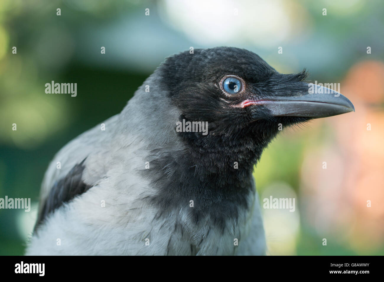 Grey crow beak hi-res stock photography and images - Alamy