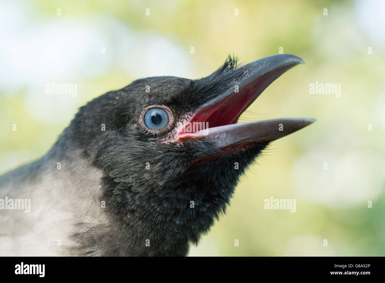 Grey crow beak hi-res stock photography and images - Alamy