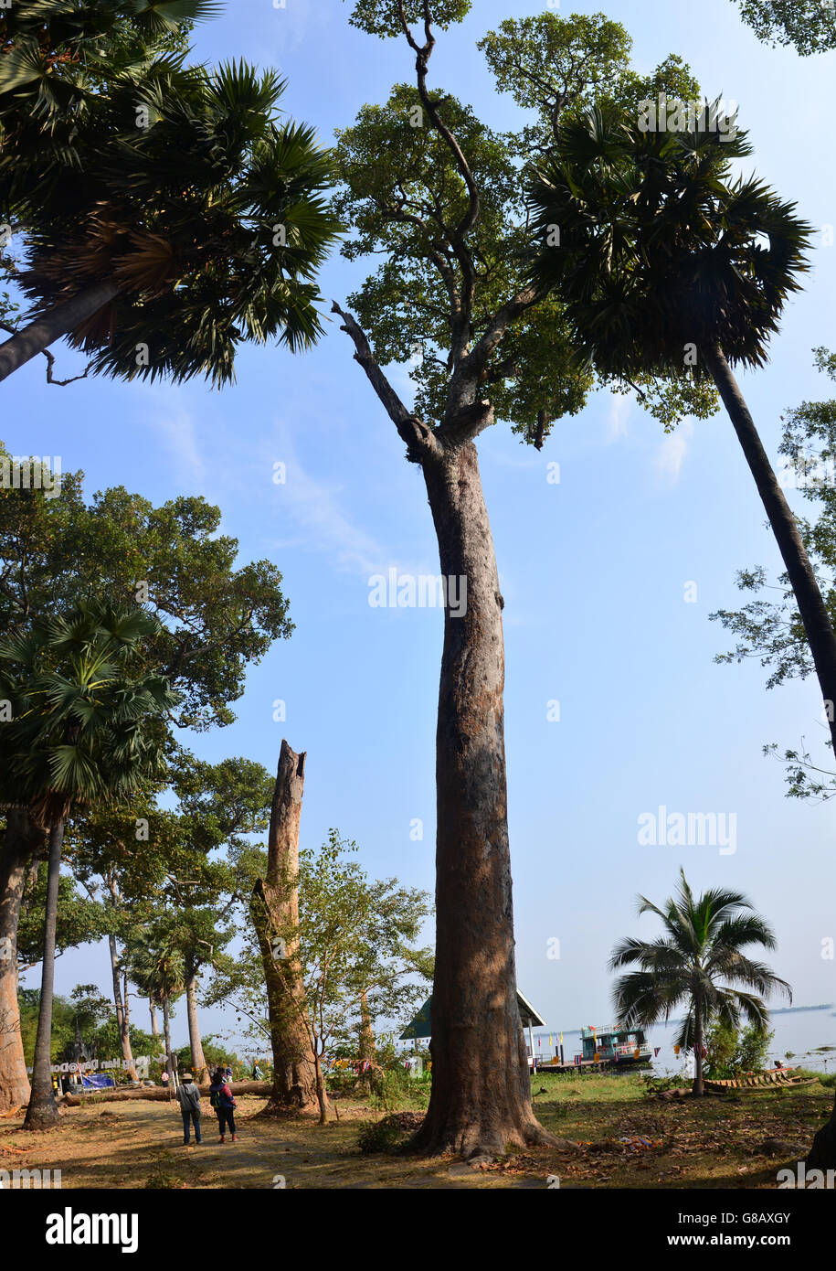 People travel and take photo with Big teak (Tectona grandis) tree at ...