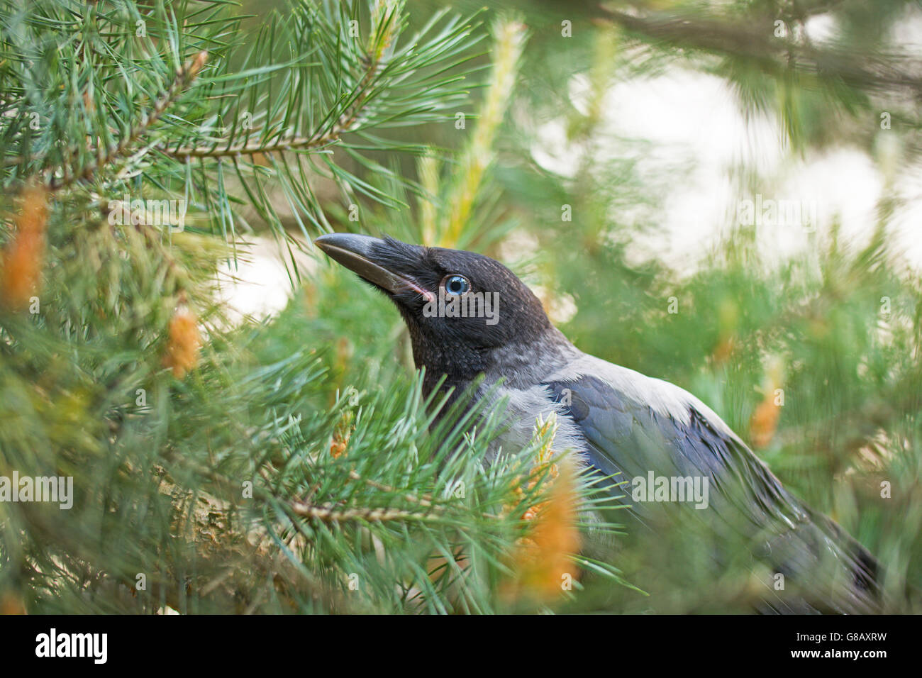 Grey crow beak hi-res stock photography and images - Alamy