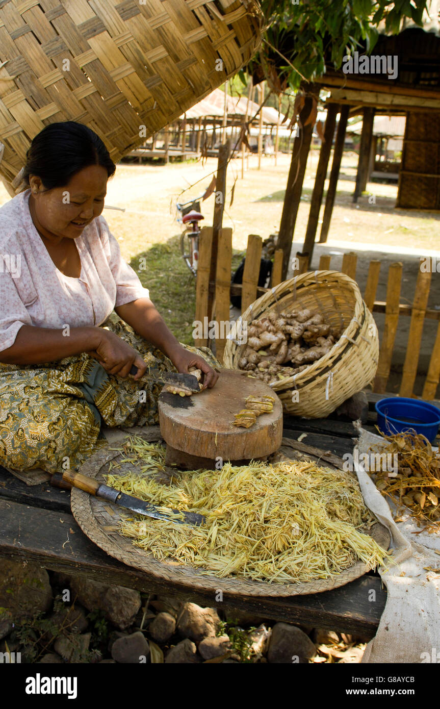 Asia, Myanmar, Taunggyi, Inle lake, ginger processing Stock Photo - Alamy