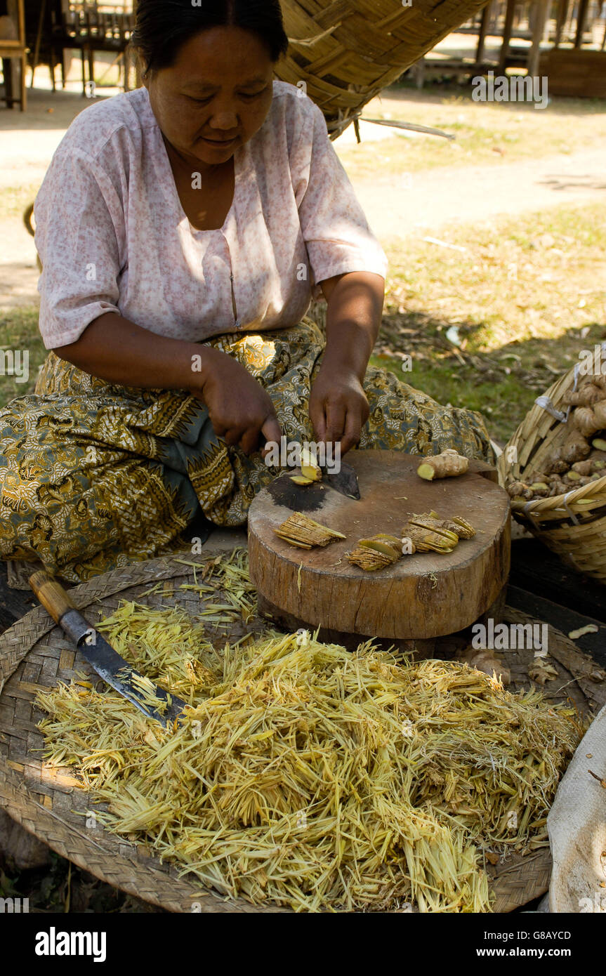 Asia, Myanmar, Taunggyi, Inle lake, ginger processing Stock Photo - Alamy