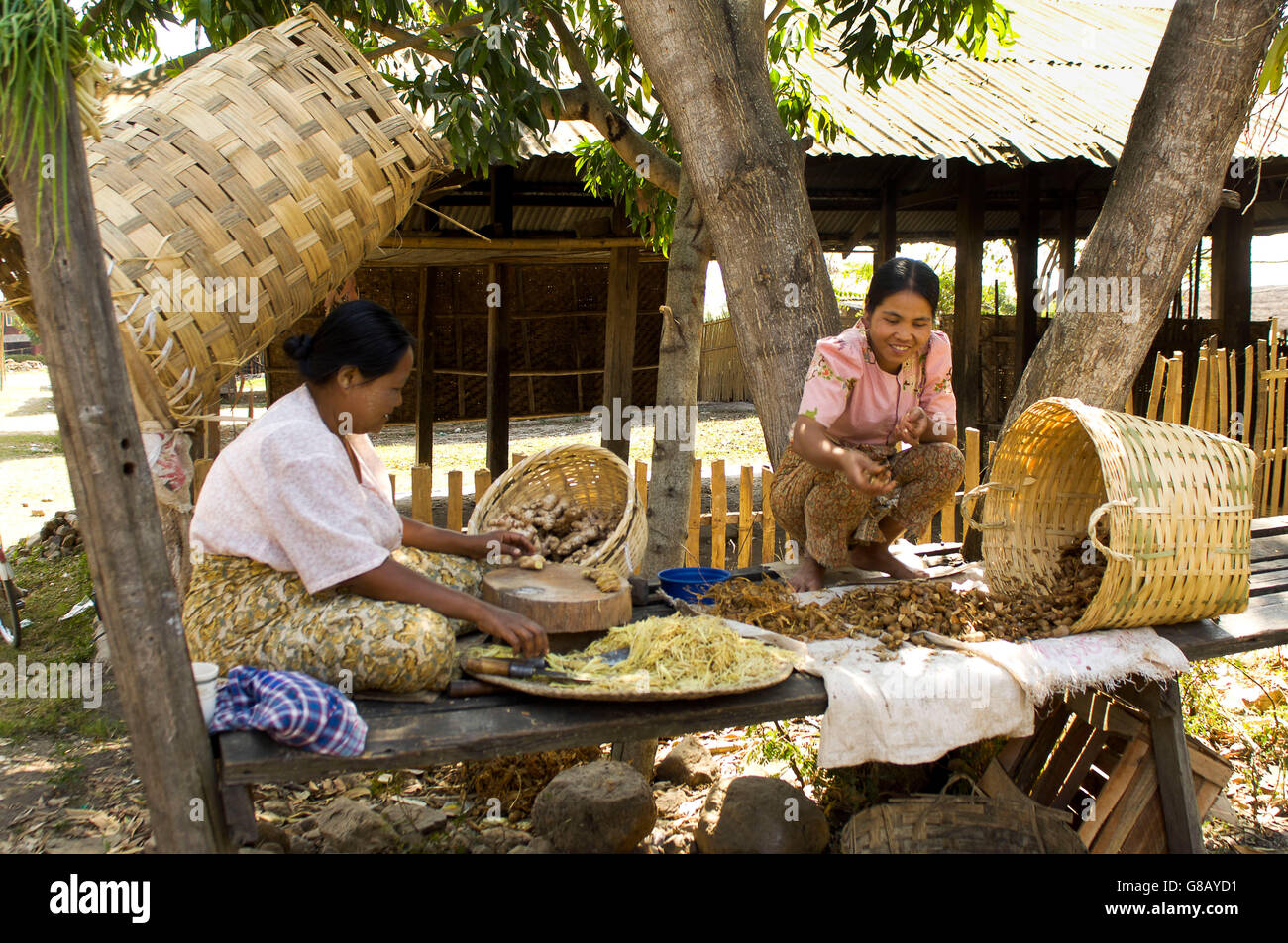 Asia, Myanmar, Taunggyi, Inle lake, ginger processing Stock Photo - Alamy