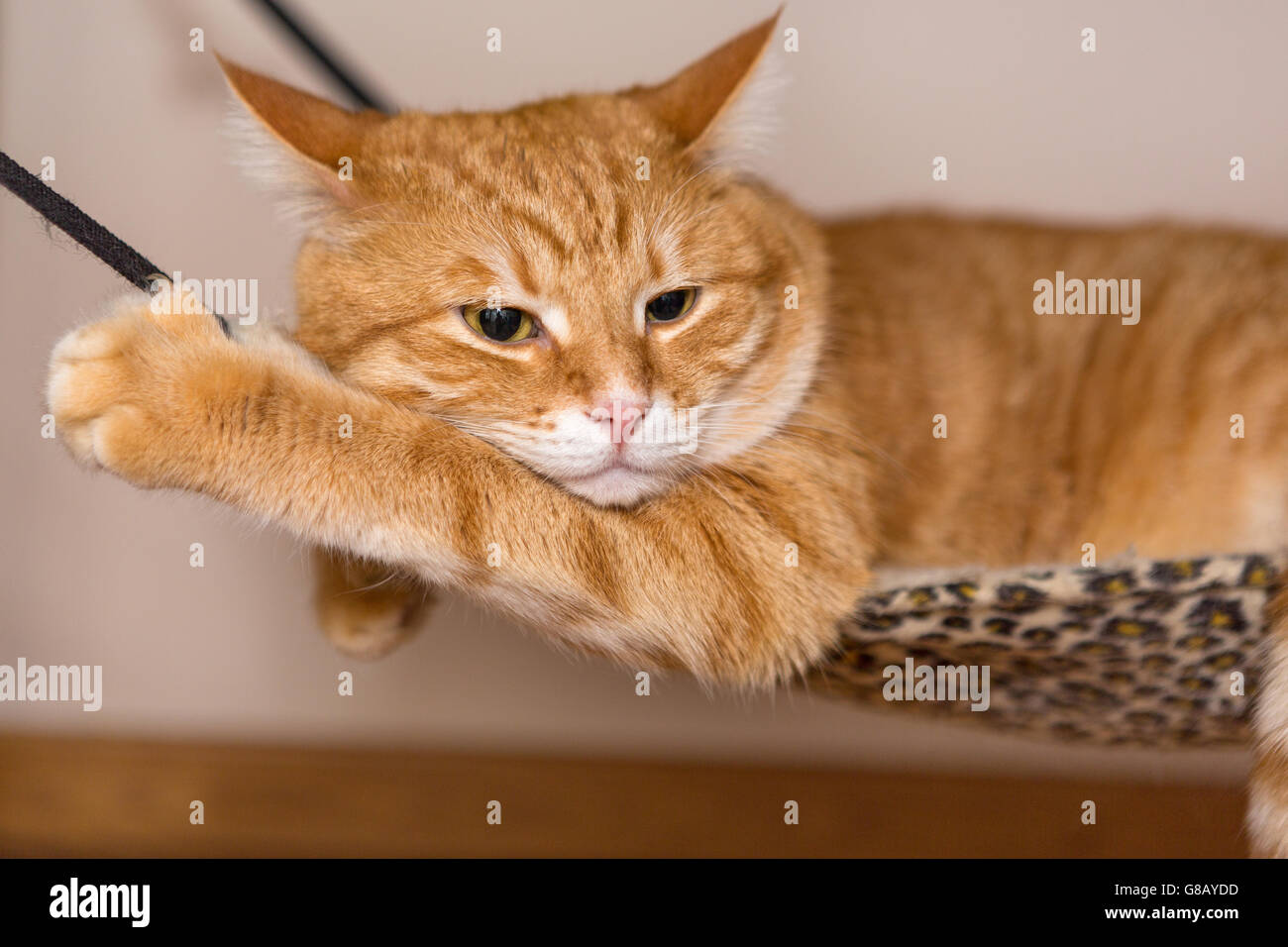Sleepy ginger cat lazily lying in a hammock Stock Photo - Alamy