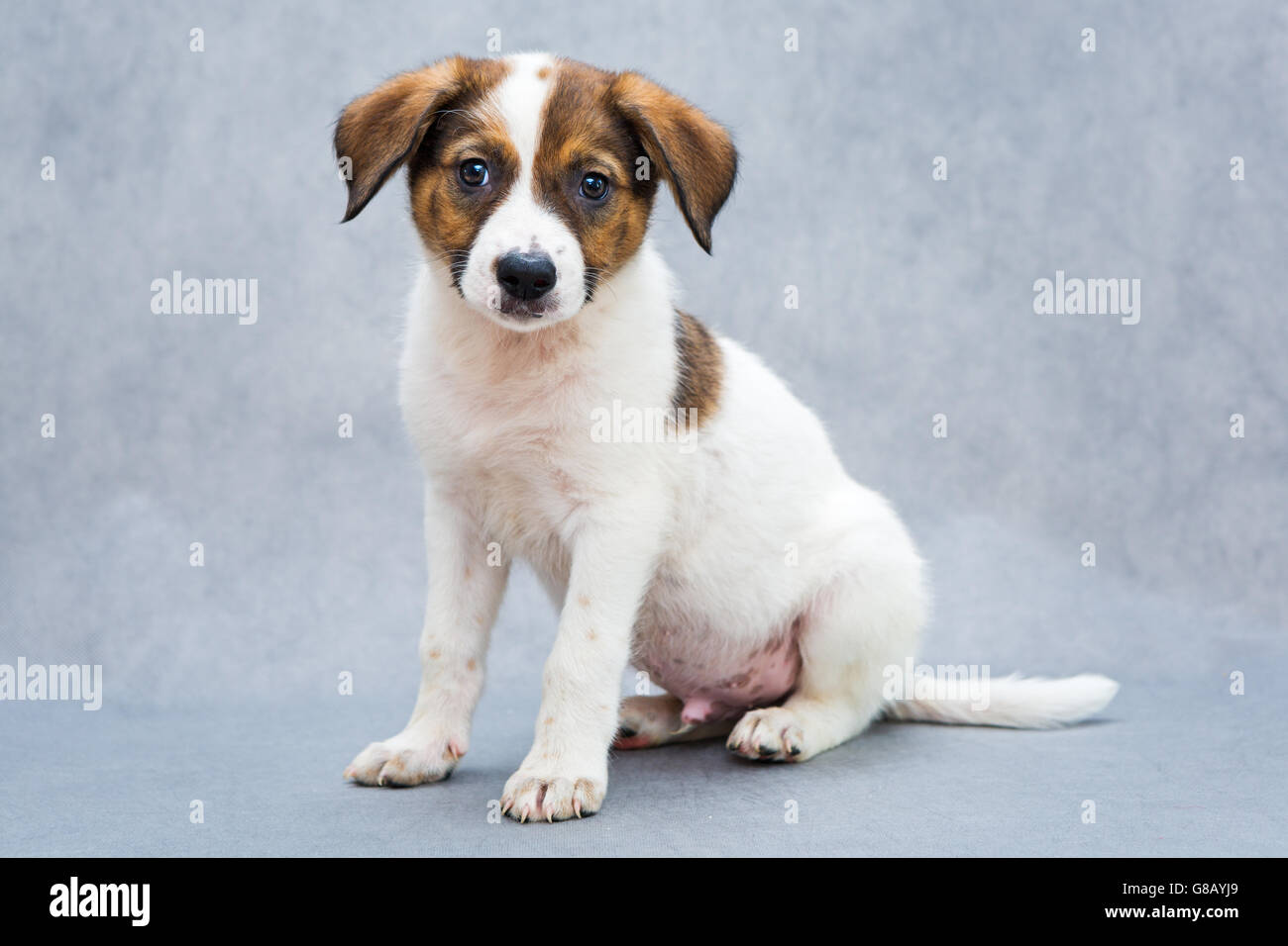 Small, spotted puppy, white and red color Stock Photo - Alamy