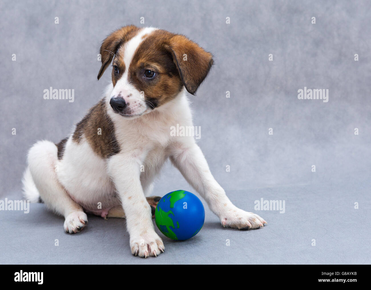 Little spotted puppy dog with blue ball Stock Photo - Alamy