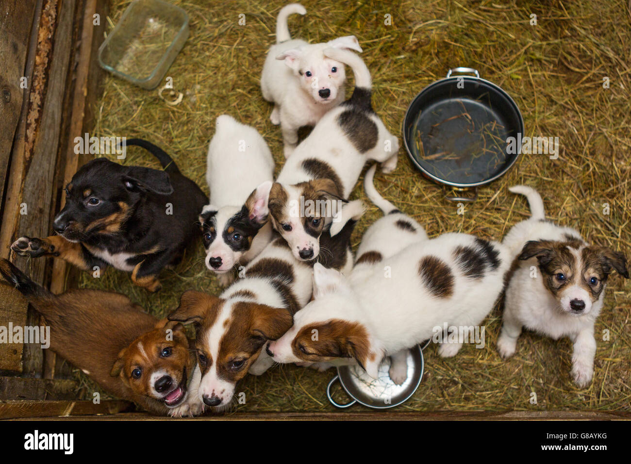 Homeless animals hi-res stock photography and images - Alamy