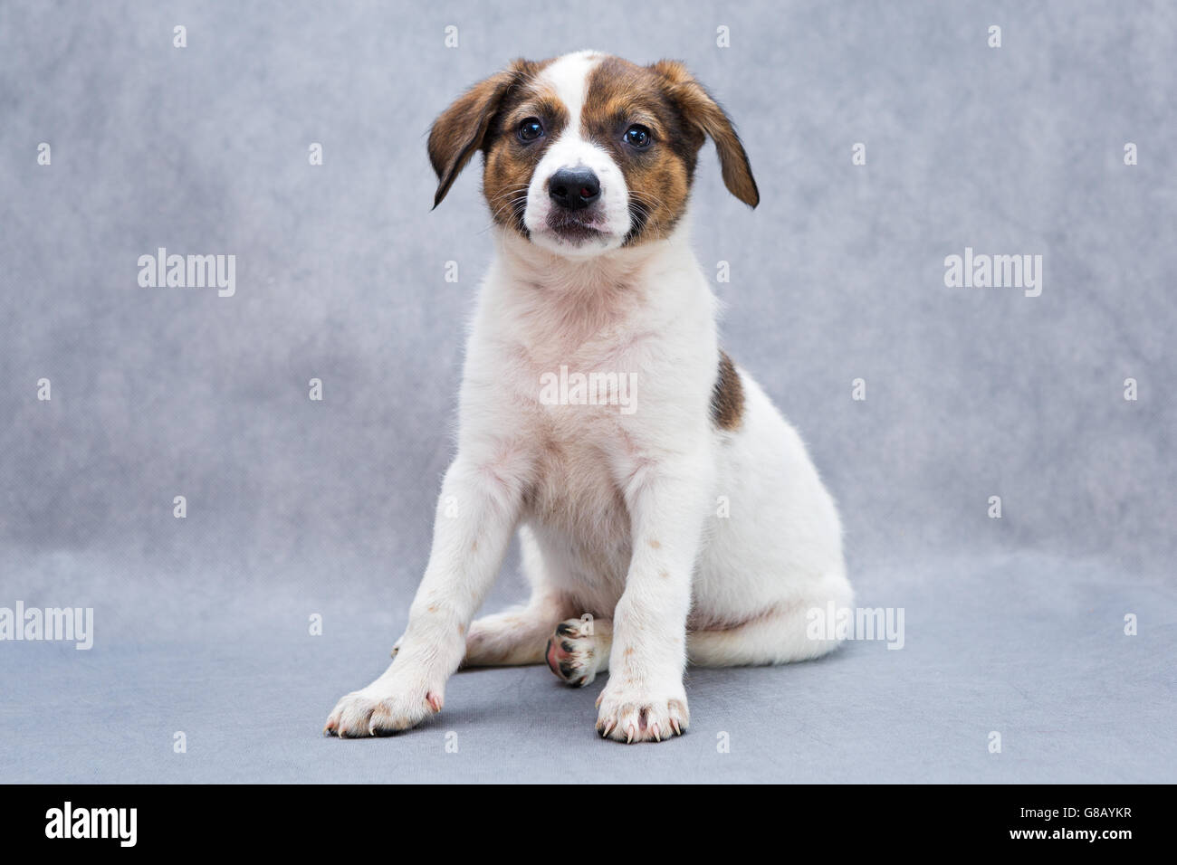 Small, spotted puppy, white and red color Stock Photo - Alamy