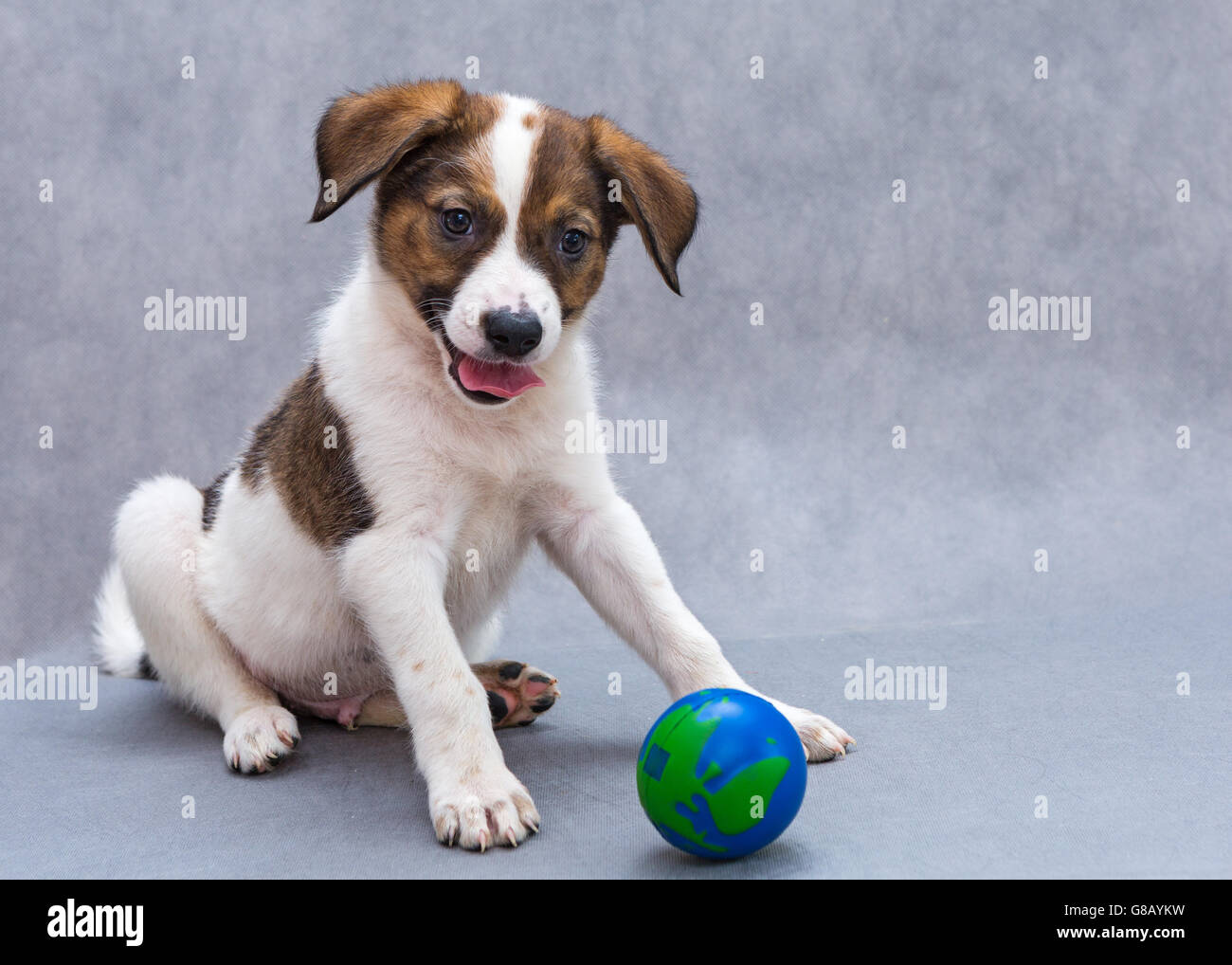 Spotted puppy hi-res stock photography and images - Alamy