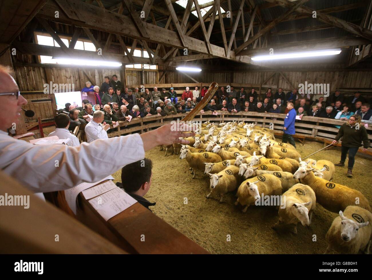 North country cheviot hi-res stock photography and images - Alamy