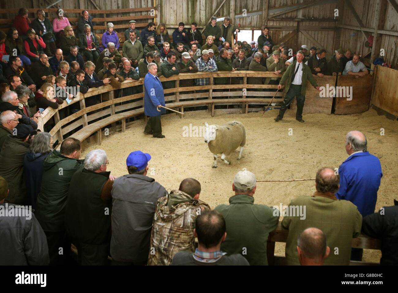 A Cheviot Ram in the auction ring during the United Auction Great ...