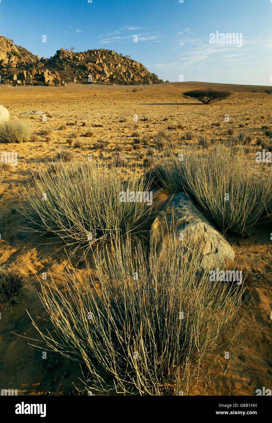 Angola tree hi-res stock photography and images - Alamy