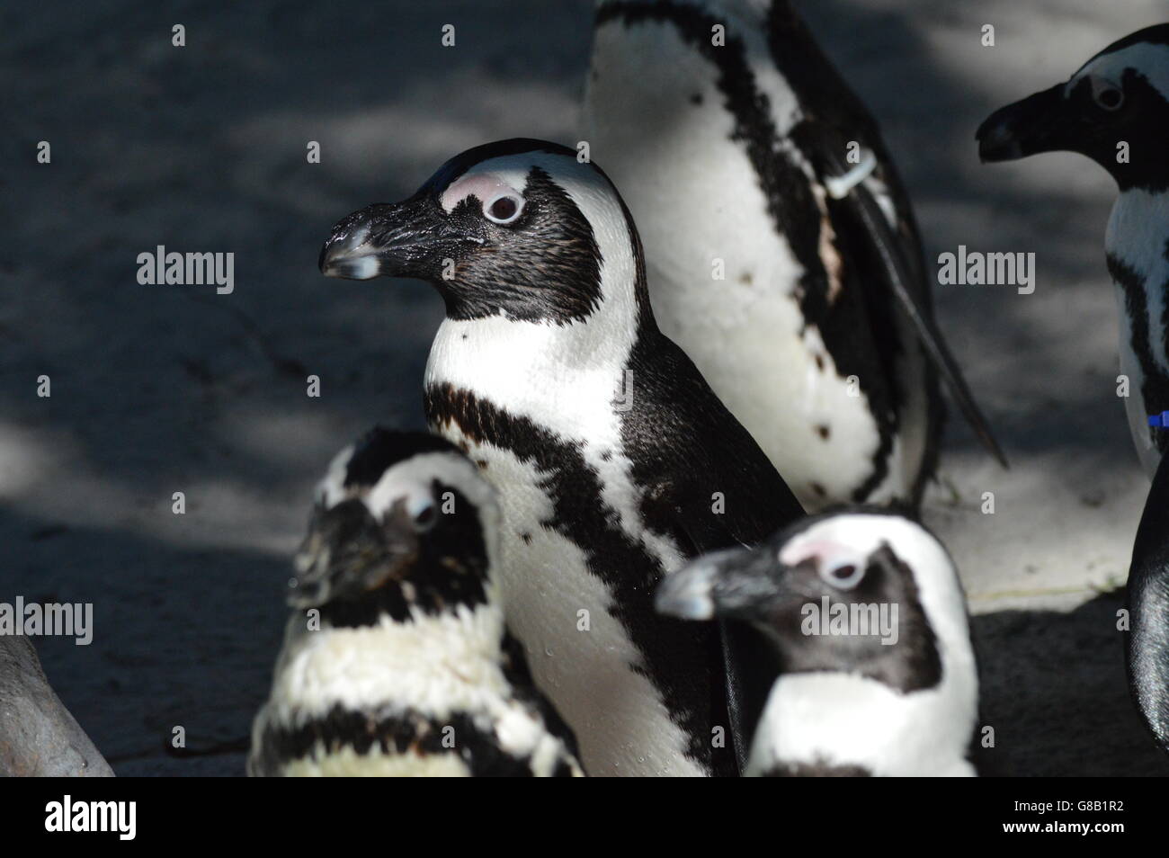 African penguin face Stock Photo - Alamy