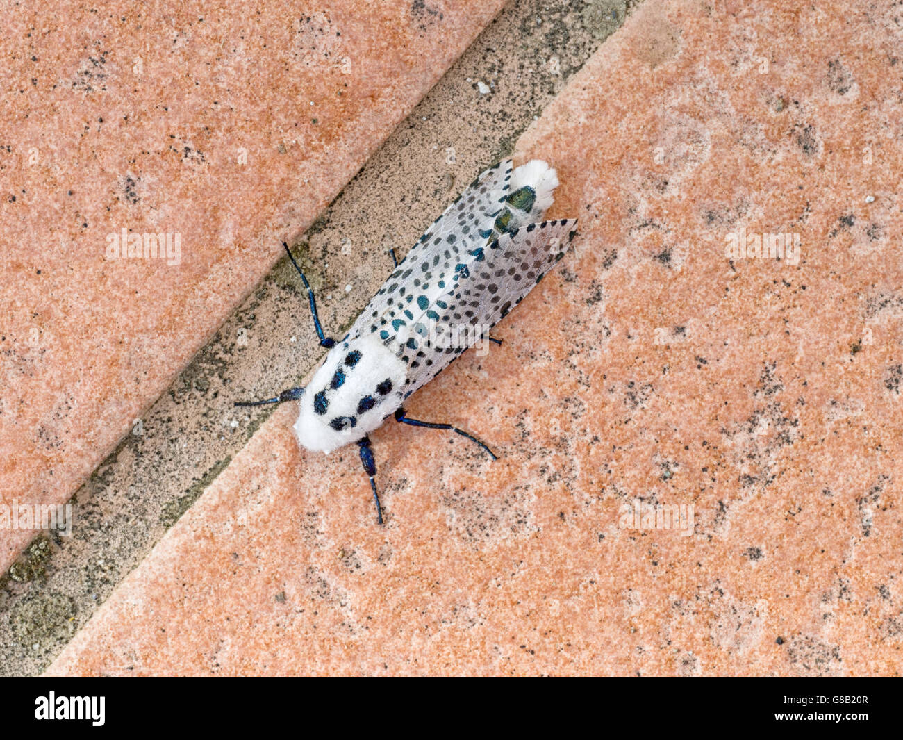 Leopard moth hi-res stock photography and images - Alamy