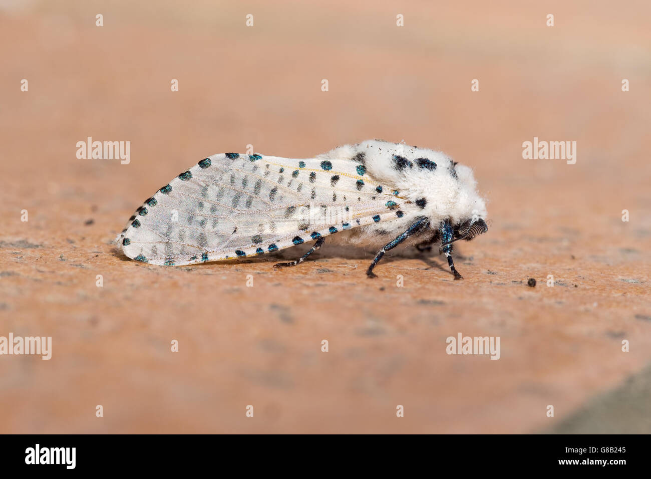 Beautiful moth. Zeuzera pyrna, leopard moth. Macro Stock Photo - Alamy