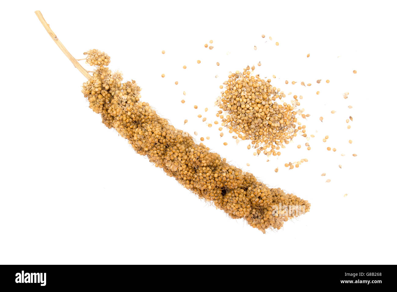 Millet seed hi-res stock photography and images - Alamy