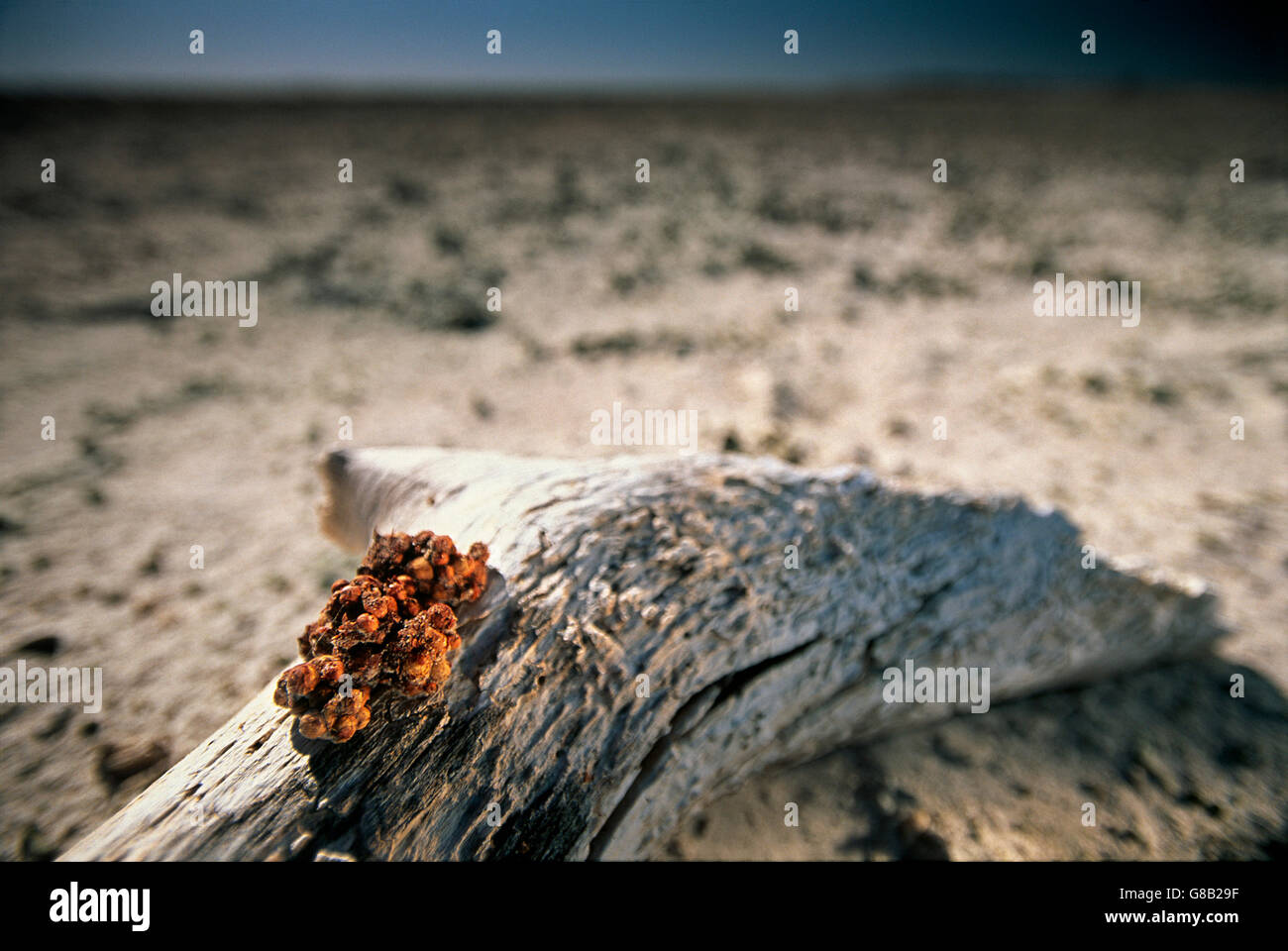 Baboon poo nxai pan hi-res stock photography and images - Alamy