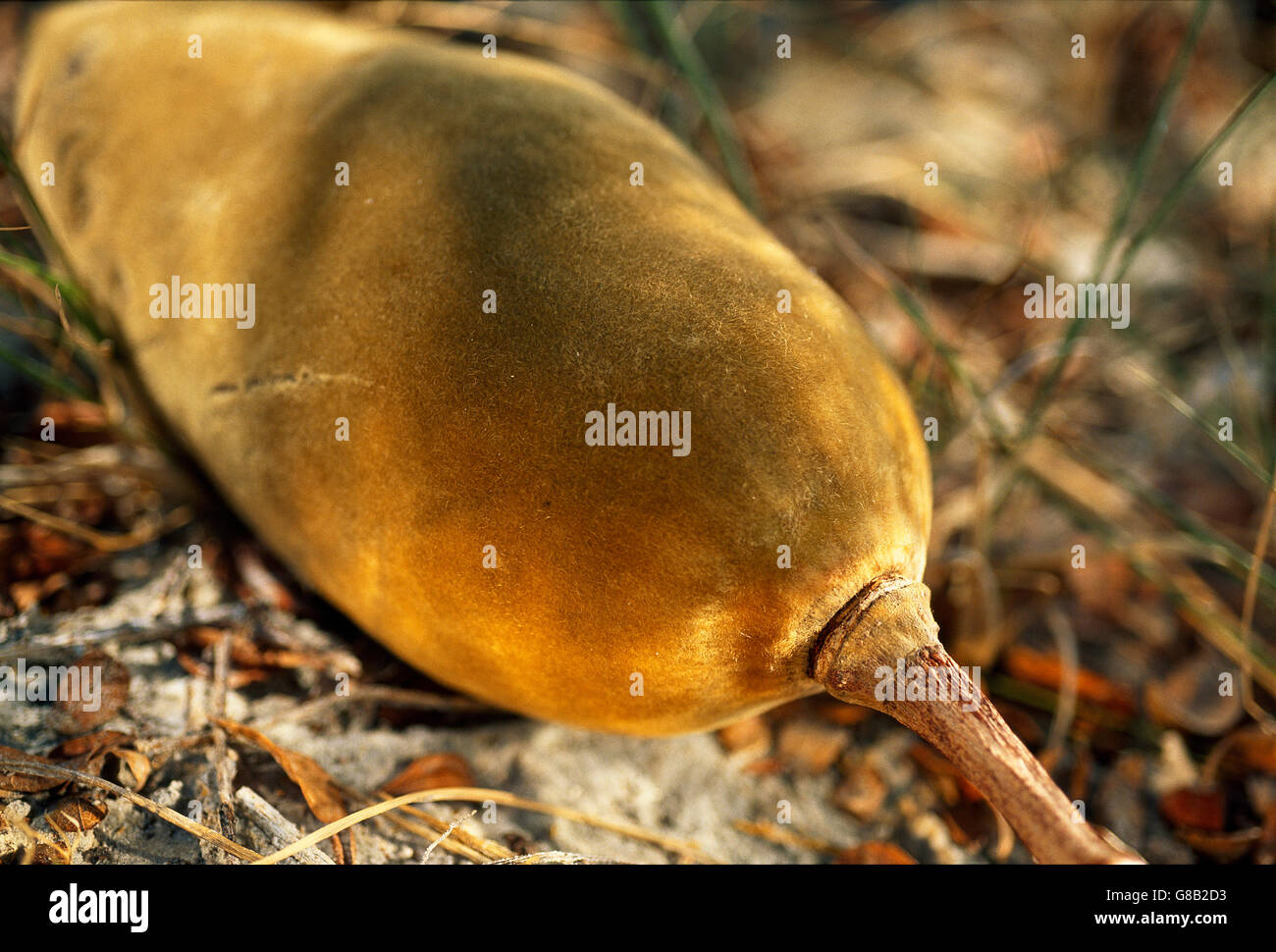 Baobab tree fruit hi-res stock photography and images - Alamy