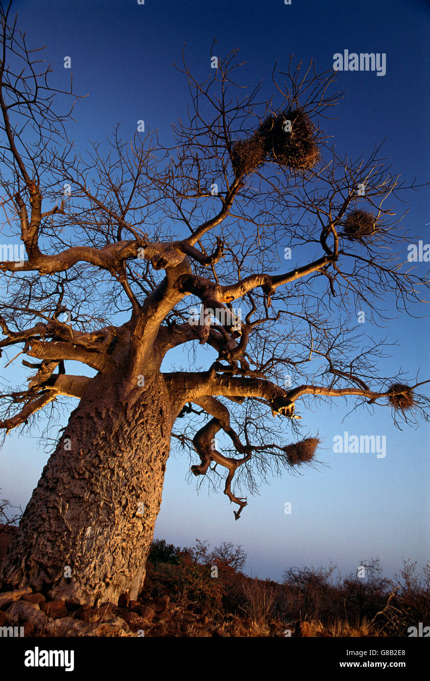Old baobab tree hi-res stock photography and images - Alamy