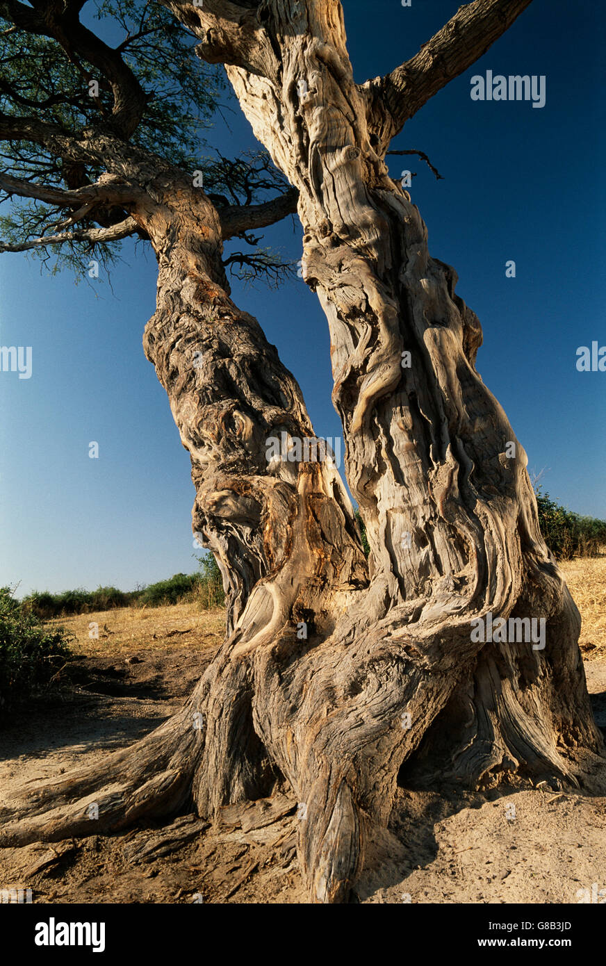Botswana, Chobe, Camelthorn Tree, art Stock Photo - Alamy
