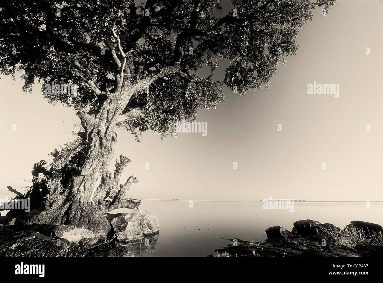 Jackalberry tree hi-res stock photography and images - Alamy