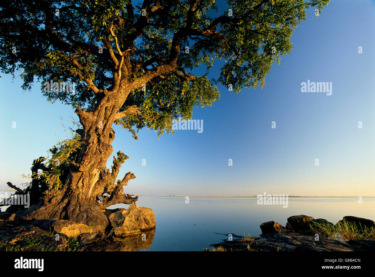Jackal berry tree hi-res stock photography and images - Alamy