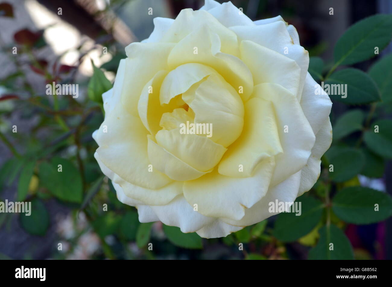 Deep yellow rose hi-res stock photography and images - Alamy