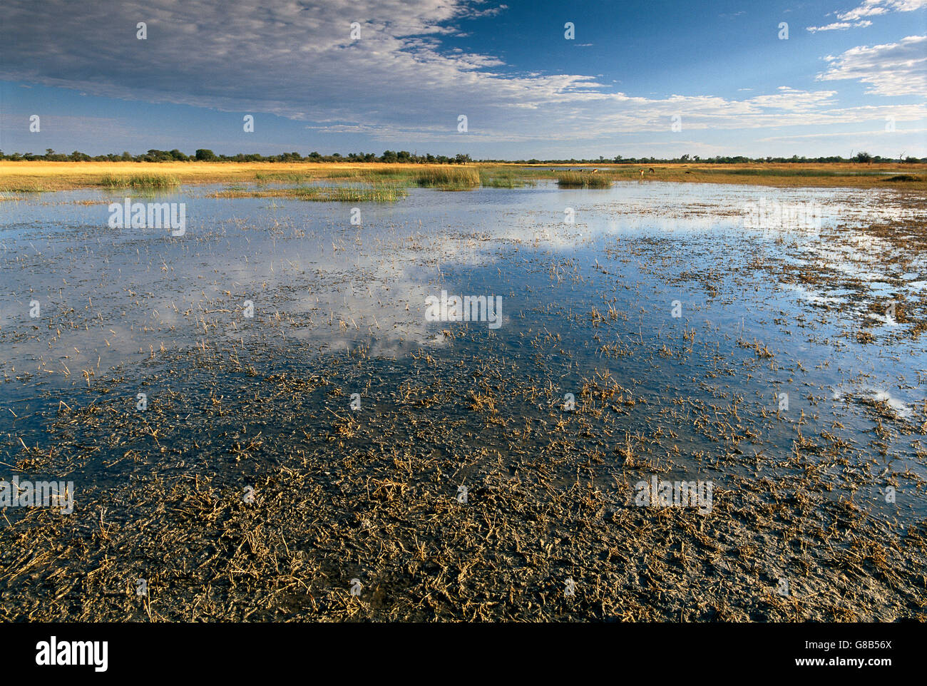 Moremi marsh, Botswana Stock Photo - Alamy