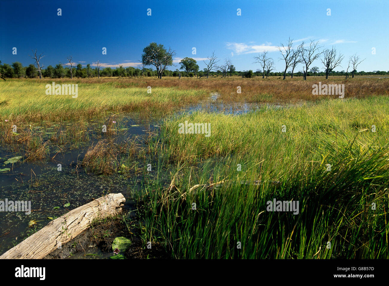 Botswana national parks hi-res stock photography and images - Alamy